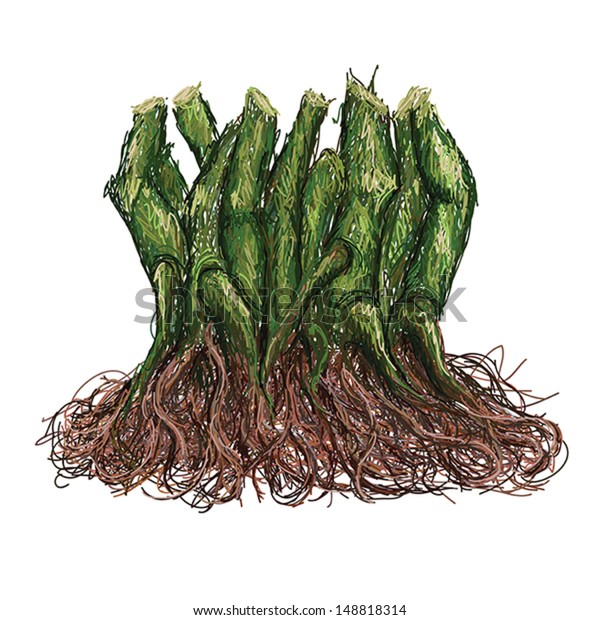 Unique Style Illustration Kava Roots Scientific Stock Vector (Royalty ...