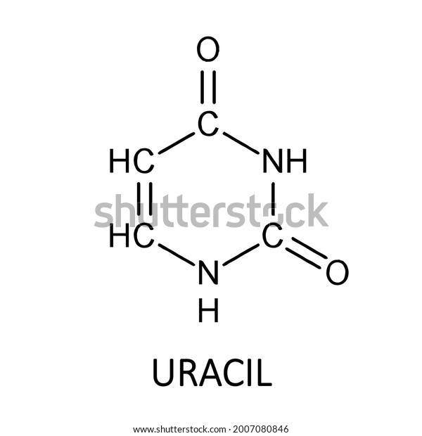 Uracil Chemical Formula Vector Editable Stock Vector (Royalty Free ...