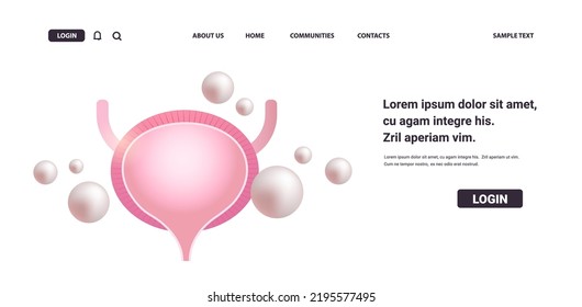 Urinary Bladder Human Internal Organ Anatomy Stock Vector (Royalty Free) 2195577495 | Shutterstock