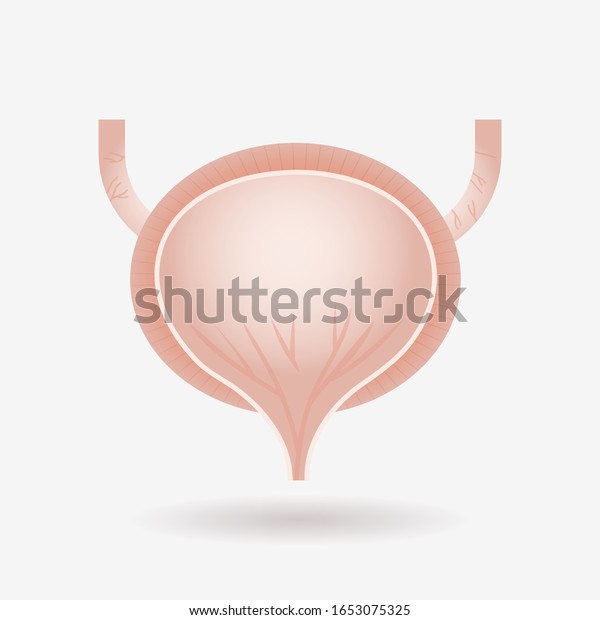 Urinary Bladder Human Internal Organ Anatomy: เวกเตอร์สต็อก (ปลอดค่า ...
