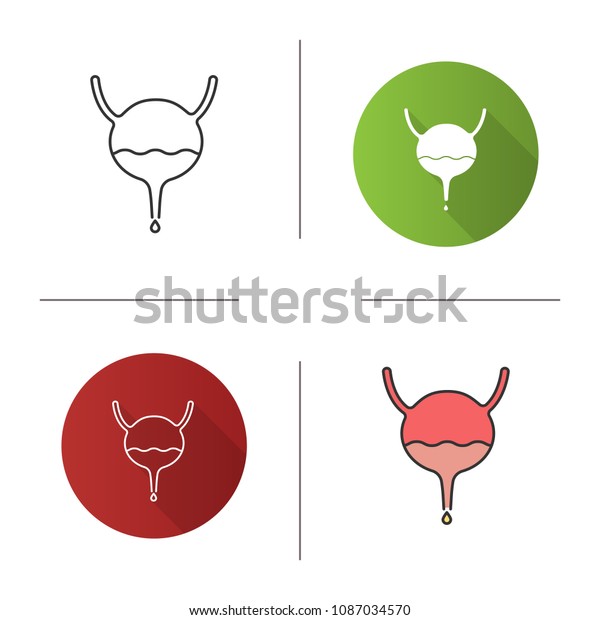 Urinary bladder, ureter and urethra icon. Urinary system. Flat design, linear and color styles ...