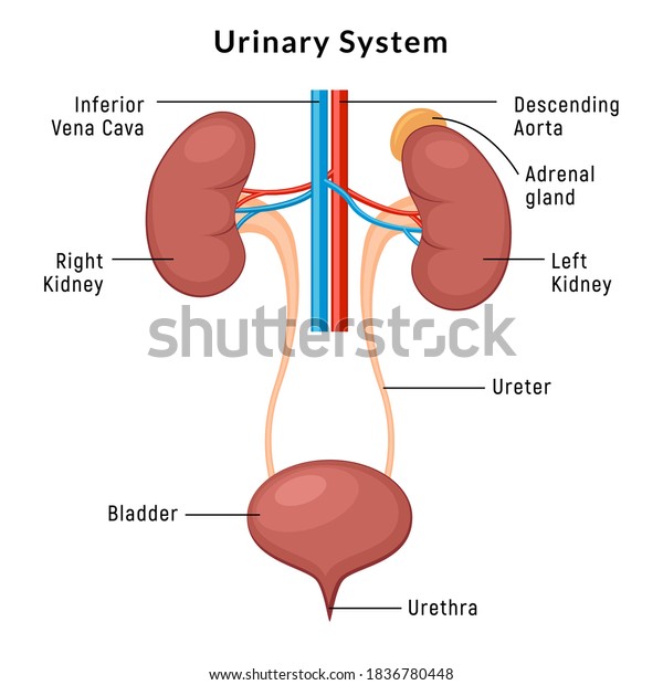 Urinary System Anatomy Incontinence Biology Infection Stock Vector ... Urinary System Anatomy Incontinence Biology Infection Stock Vector ...