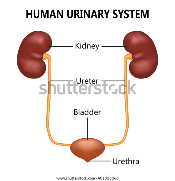 Urinary System Labeled Isolated Illustration: vetor stock (livre de ...