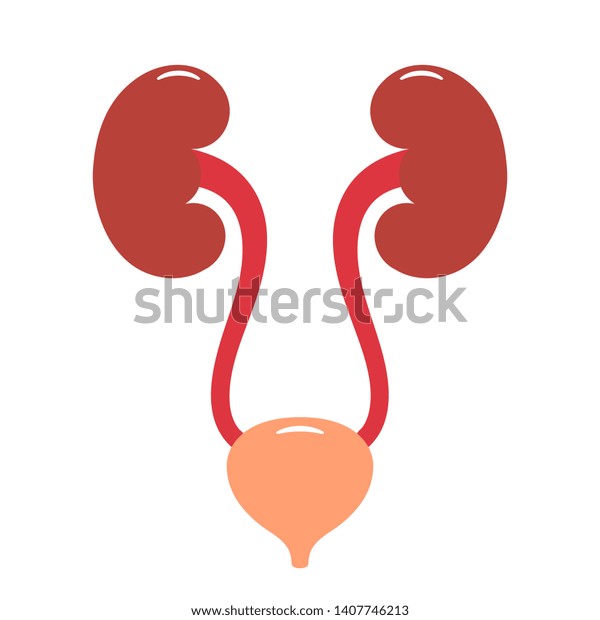 Urinary Tract Vector Illustration Isolated On Stock Vector (Royalty ...