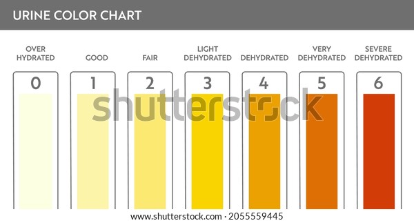 Urine Color Chart Pee Hydration Dehydration Stock Vector (Royalty Free ...