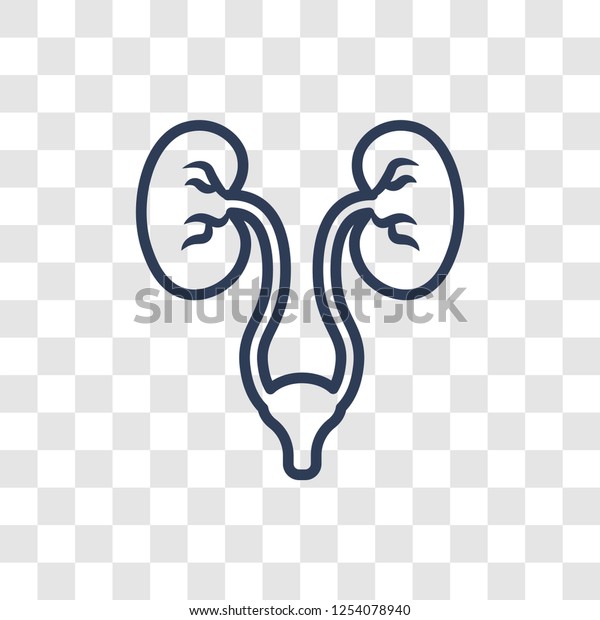 Urology Icon Trendy Linear Urology Logo Stock Vector (Royalty Free ...