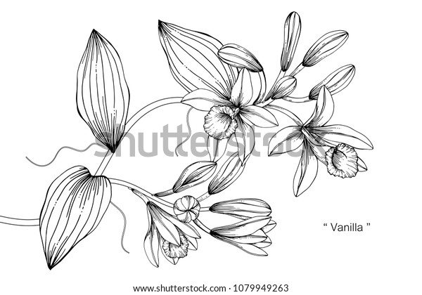 Vanilla Flower Drawing Illustration Black White Stock Vector (Royalty ...