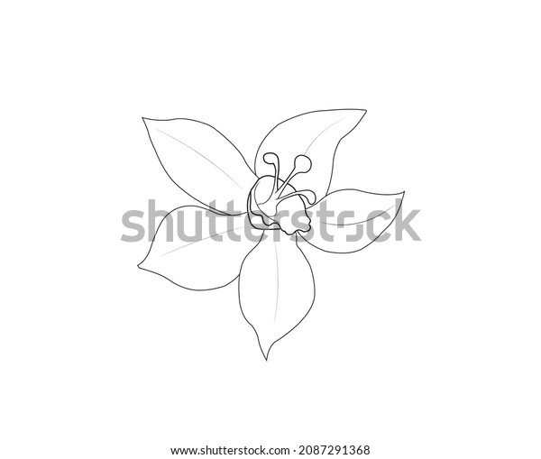 Vanilla Flower Drawing Lines Outline Stock Vector (Royalty Free ...