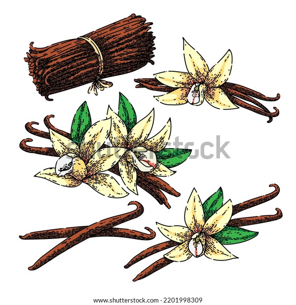 Vanilla Flower Set Hand Drawn Vector Stock Vector (Royalty Free ...