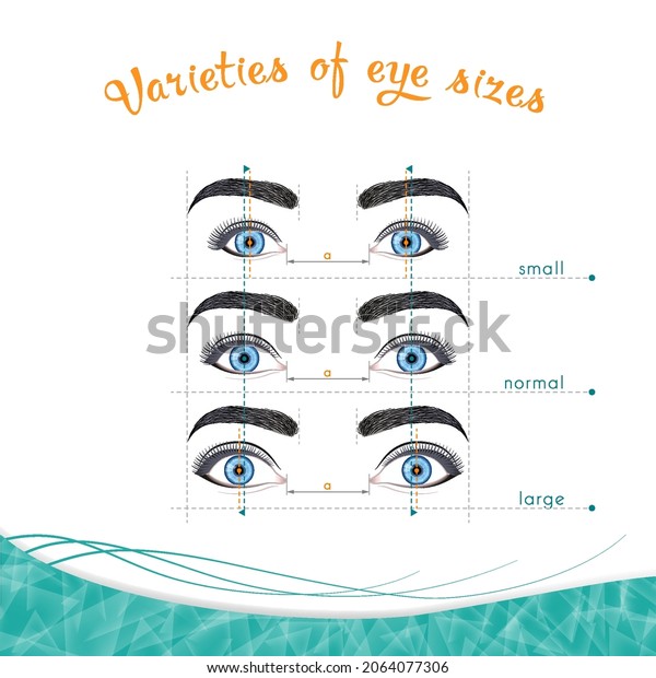 Variety Eye Sizes On White Background Stock Vector (Royalty Free ...