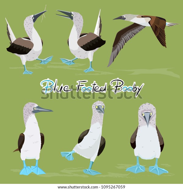 Various Bluefooted Booby Birds Isolated Stock Vector (Royalty Free ...