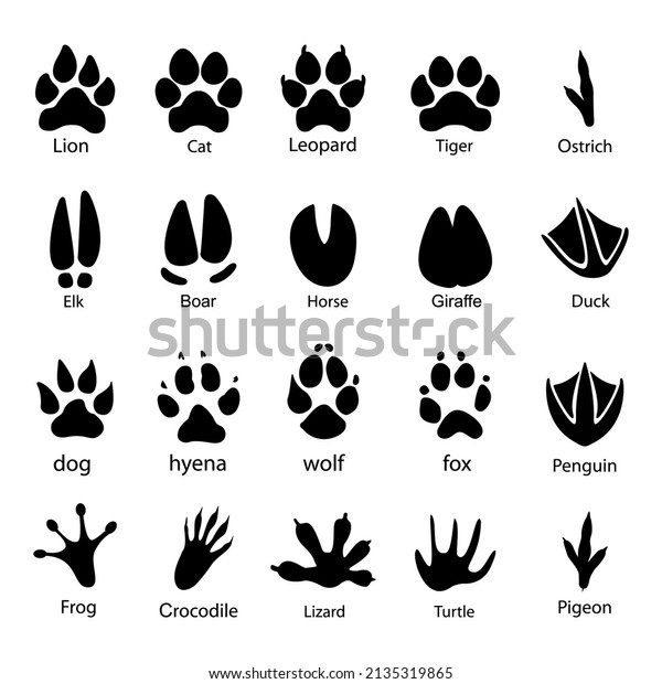 265 Penguin Tracks Images, Stock Photos & Vectors | Shutterstock