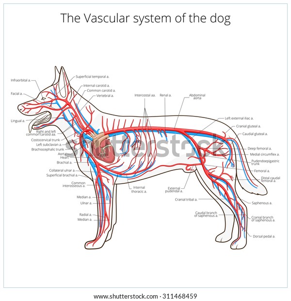 Vascular System Dog Vector Illustration Stock Vector (Royalty Free ...