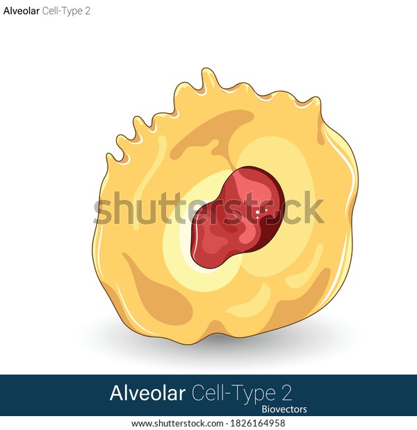Vector Alveolar Type Ii Cell Structure Stock-vektor (royaltyfri ...