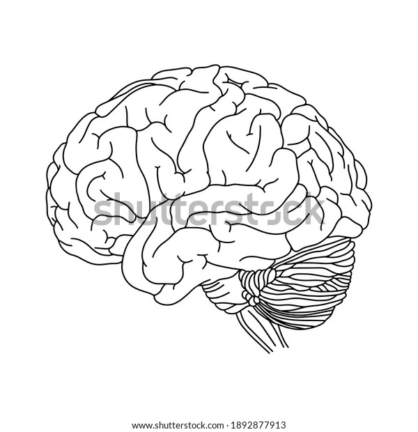 Vector Anatomical Brain Realistic Brain Illustration Stock Vector ...