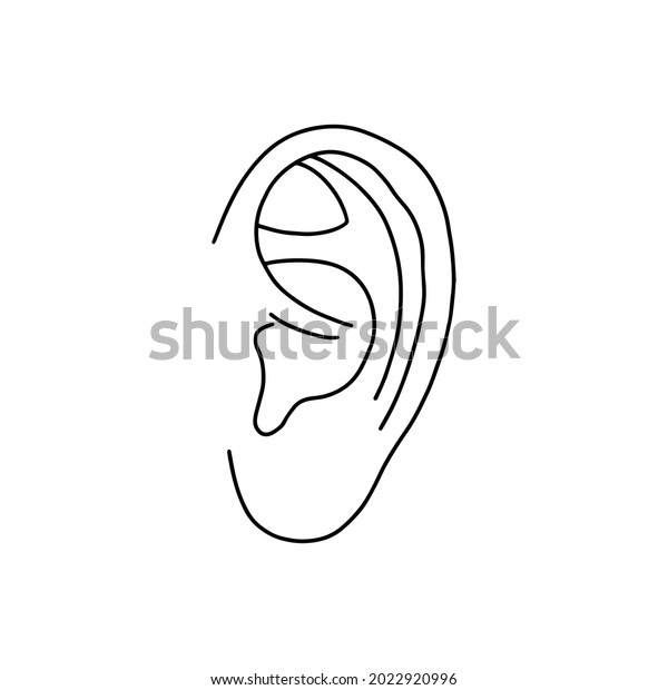 Vector Anatomical Ears Realistic Outline Illustration Stock Vector ...