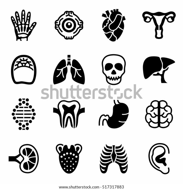 Vector Anatomy Icon Set Stock Vector (Royalty Free) 517317883 ...