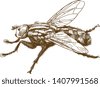 23+ Thousand Hoverfly Royalty-Free Images, Stock Photos & Pictures ...