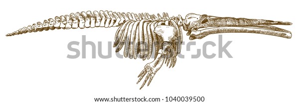 Vector Antique Engraving Drawing Illustration Cetotherium Stock Vector ...