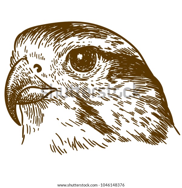 5,725 Falcon Sketch Vector Images, Stock Photos & Vectors | Shutterstock