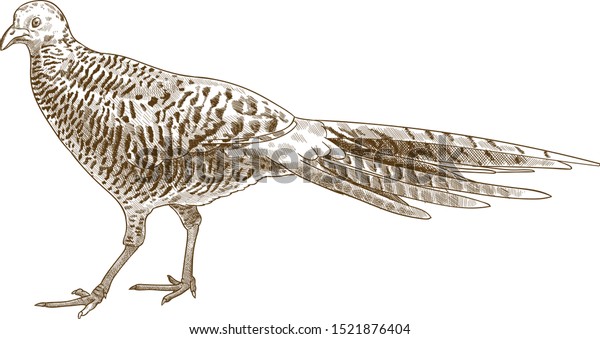 Vector Antique Engraving Drawing Illustration Pheasant Stock Vector ...