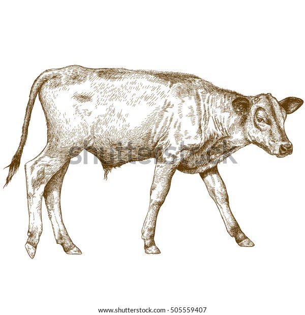 Ilustración vectorial de grabado de ternera aislada en fondo blanco