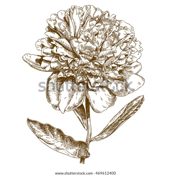 Vector Antique Engraving Illustration Peony Flower Stock Vector ...