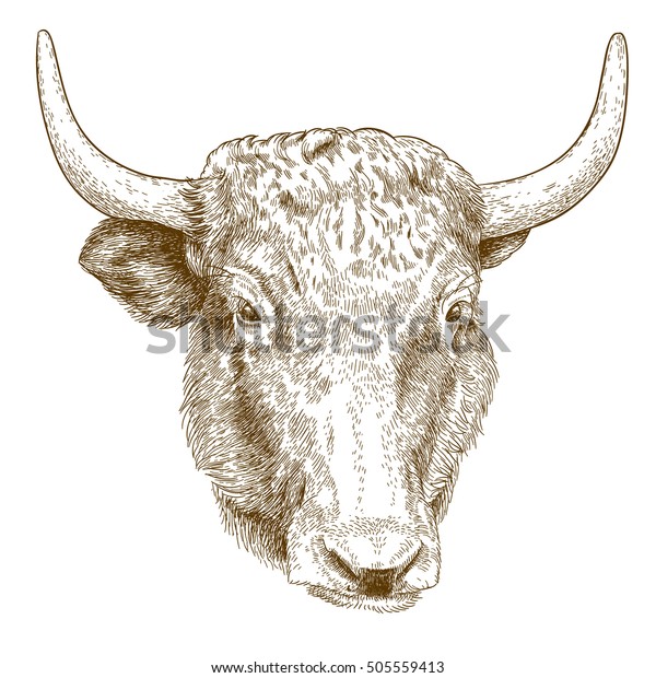Vector Antique Engraving Illustration Yak Head Stock Vector (Royalty ...