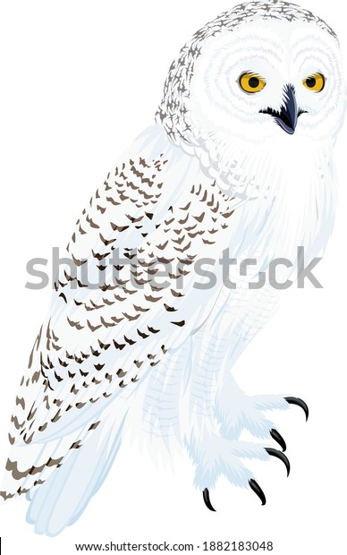 Vector Arctic Snowy Owl Illustration Stock Vector (Royalty Free) 1882183048