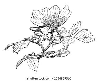Vector Artistic Pen Ink Hand Drawing Stock Vector (Royalty Free ...