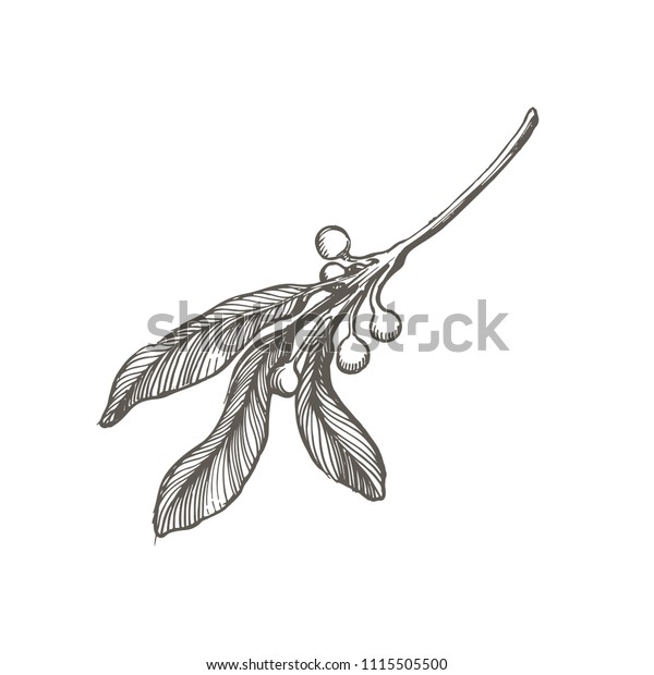 Vector Beautiful Branch Drawing Lineart Style Stock Vector (Royalty ...