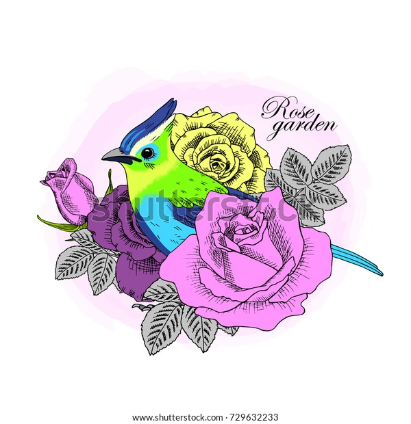 Vector Bird Roses Hand Drawn Illustration Stock Vector (Royalty Free ...