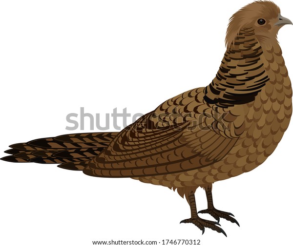 Vector Bird Ruffed Grouse Illustration Stock Vector (Royalty Free ...
