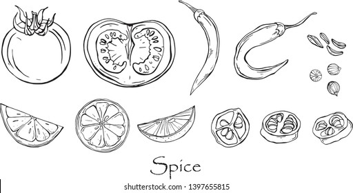 Vector Black White Drawing Spicy Spices Stock Vector (Royalty Free ...