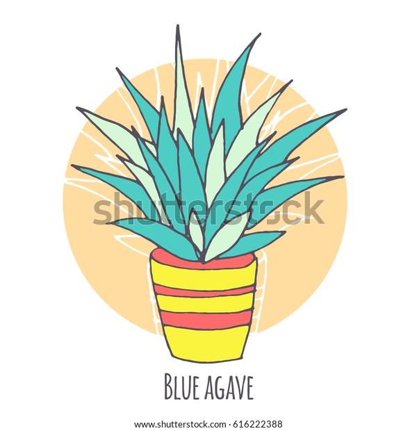 Vector Blue Agave Illustration Hand Drawn Stock Vector (Royalty Free ...