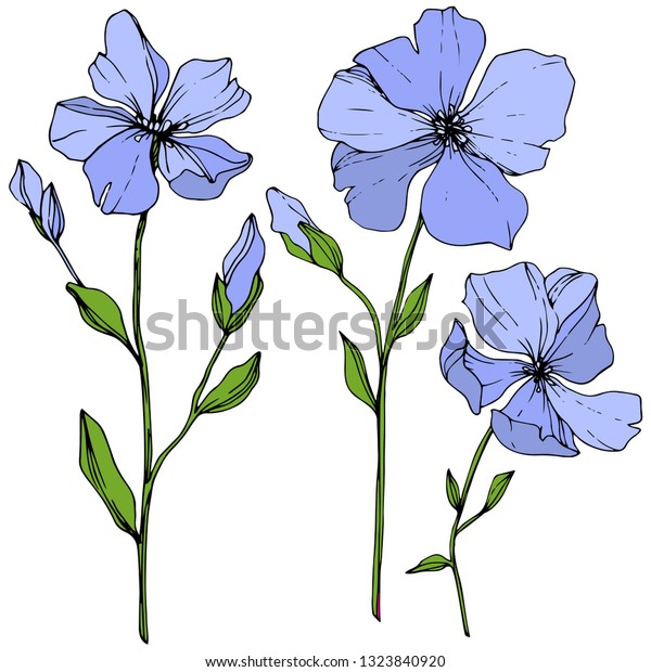 Vector Blue Flax Floral Botanical Flower Stock Vector (Royalty Free ...