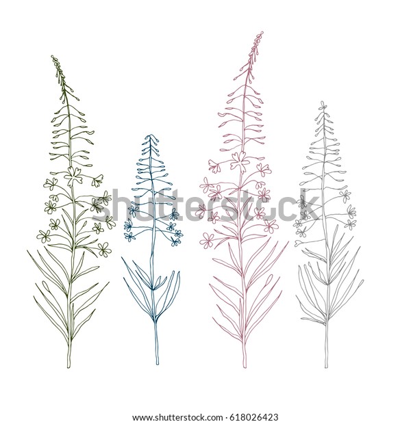 Vector Botanical Illustration Fireweed Plant Flowers Stock Vector ...