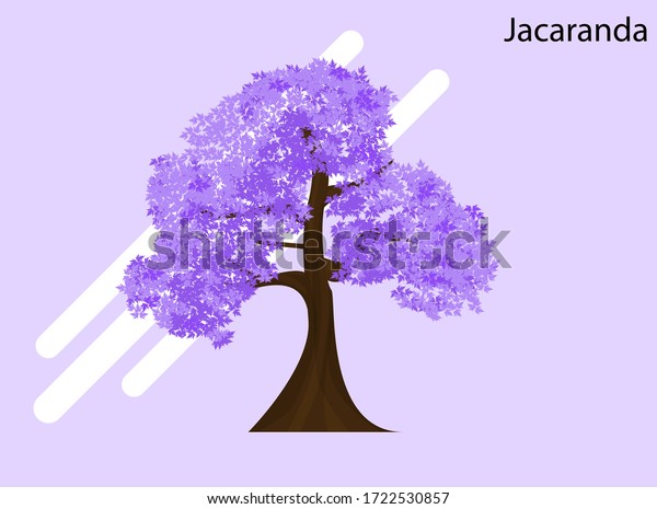 Vector botanical illustration of Jacaranda mimosifolia. South american ...