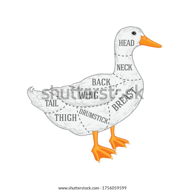 Vector Butchers Diagram Guide Cutting Duck Stock Vector (Royalty Free ...