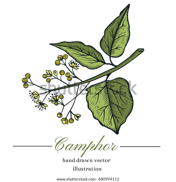 Vector Camphor Hand Drawn Illustrationhand Drawn Stock Vector (Royalty ...