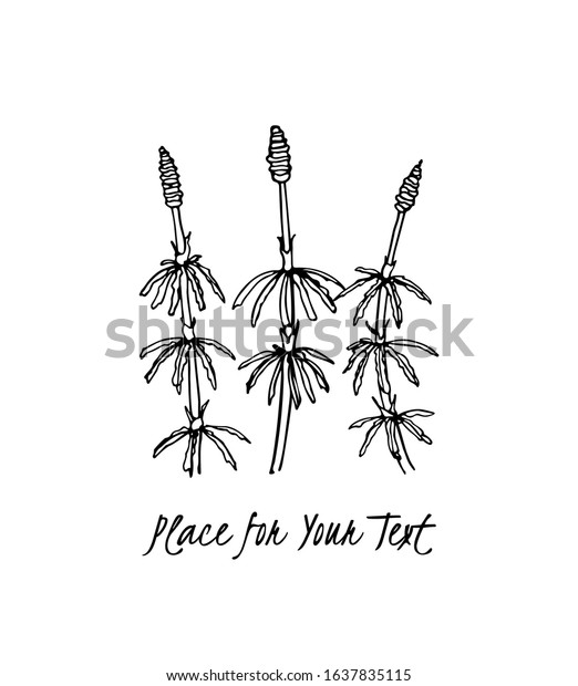 Vector Card Hand Drawn Marsh Horsetail Stock Vector (Royalty Free ...