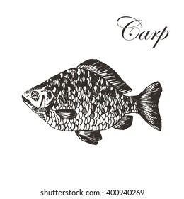 Vector Carp Hand Drawn Design Template: vector de stock (libre de ...