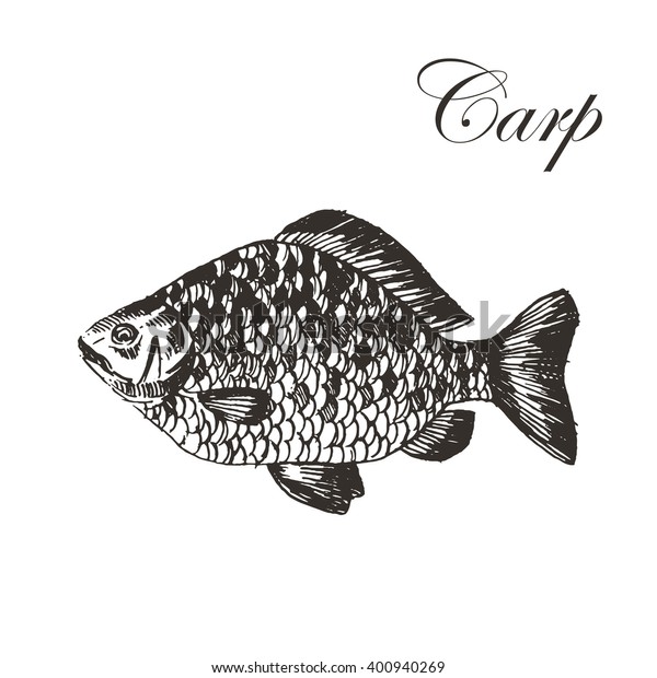 vector carp hand drawn design template