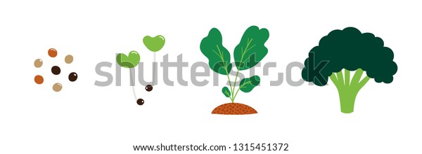 Vector Cartoon Illustration Broccoli Life Cycle Stock Vector (Royalty ...