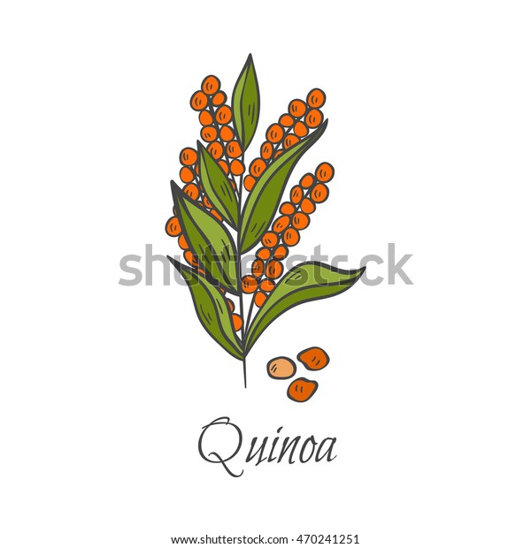 Vector Cartoon Illustration Hand Drawn Quinoa Stock Vector (Royalty ...