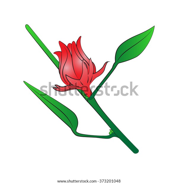 Vector Cartoon Roselle On White Background Stock Vector (Royalty Free ...