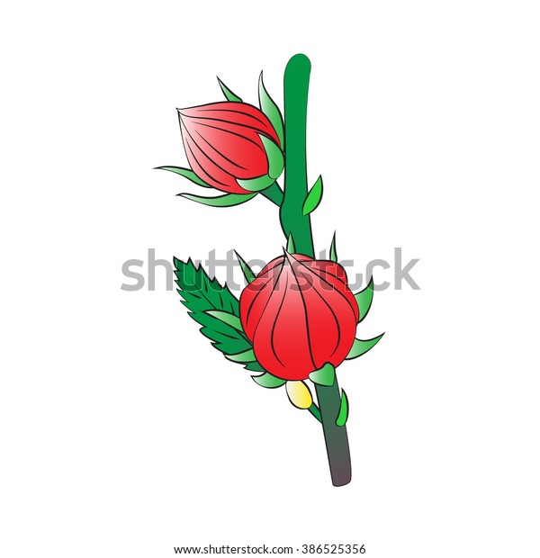 Vector Cartoon Roselle On White Background Stock Vector (Royalty Free ...