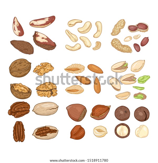 Vector Cartoon Set Nuts All Types Stock Vector (Royalty Free ...