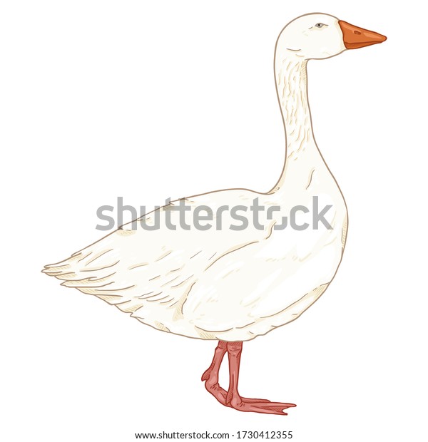 Vector Cartoon White Goose Illustration Stock Vector (Royalty Free ...