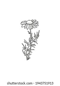 Matricaria Stock Vectors, Images & Vector Art | Shutterstock